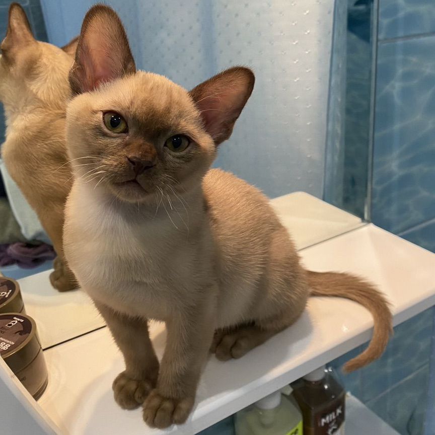 Бурманский котенок