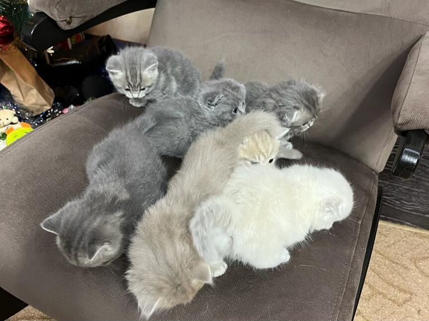 Шотландские котята