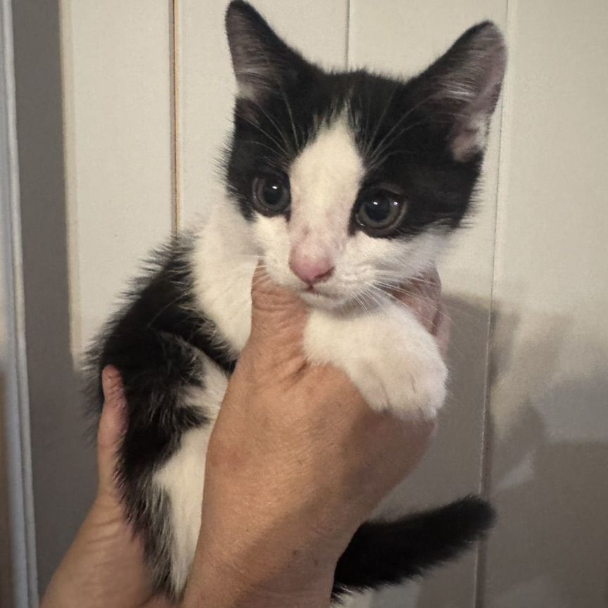 Котенок мальчик бесплатно