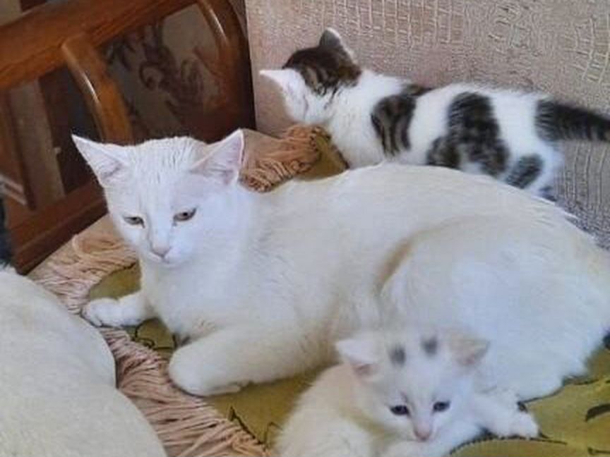 Ангорские котята бесплатно