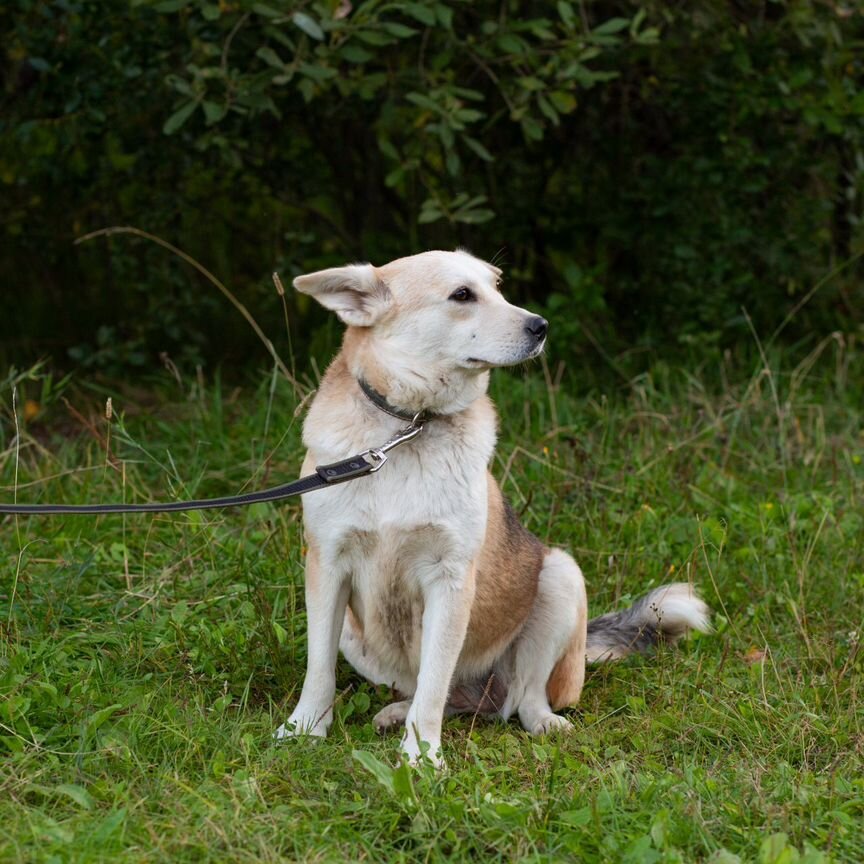 Собачка в добрые руки