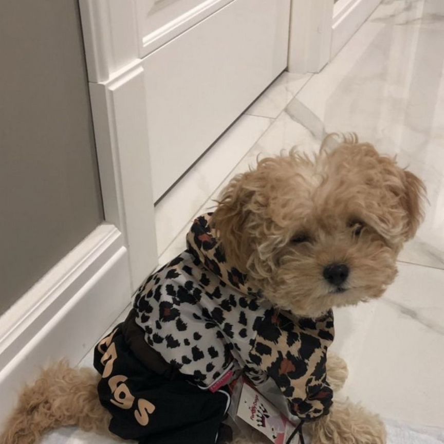 Комбинезон для маленьких собак FOR MY Dogs