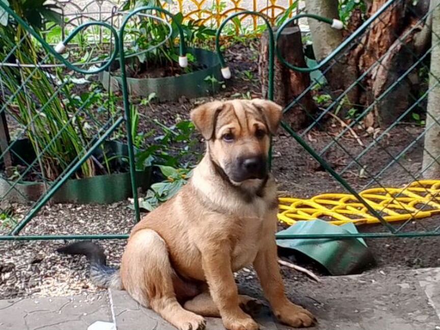 Собака в добрые руки отдам бесплатно