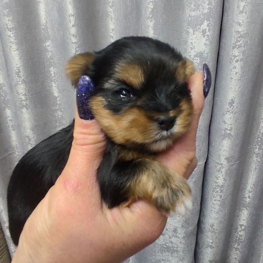 Йоркширский терьер мини беби фейс