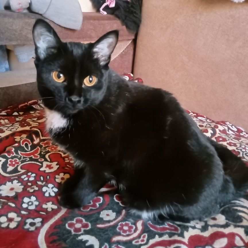 Взрослая, кошка в добрые руки