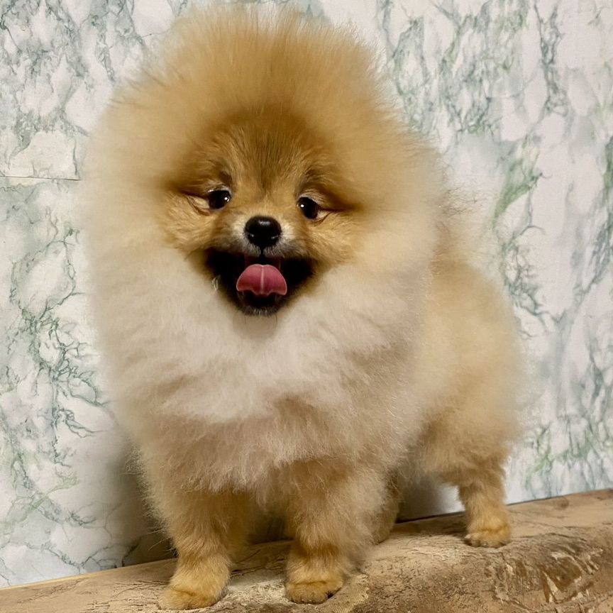 Померанский шпиц