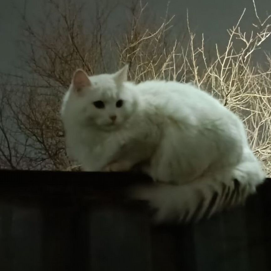 Ангорский кот, ищет кошечку