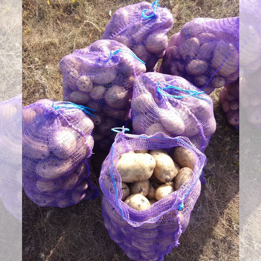 Домашний Картофель