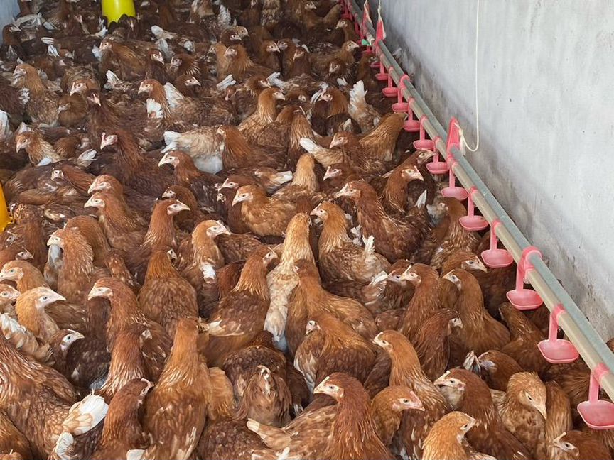 Куры молодки