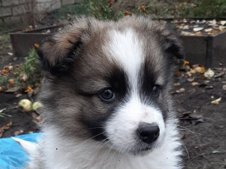 Пушистик Тэдди, 2 месяца