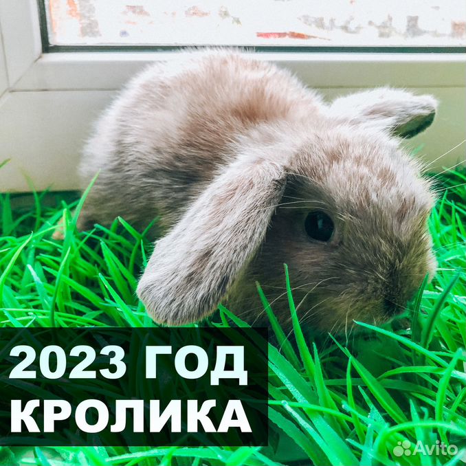 Мини карликовый кролик