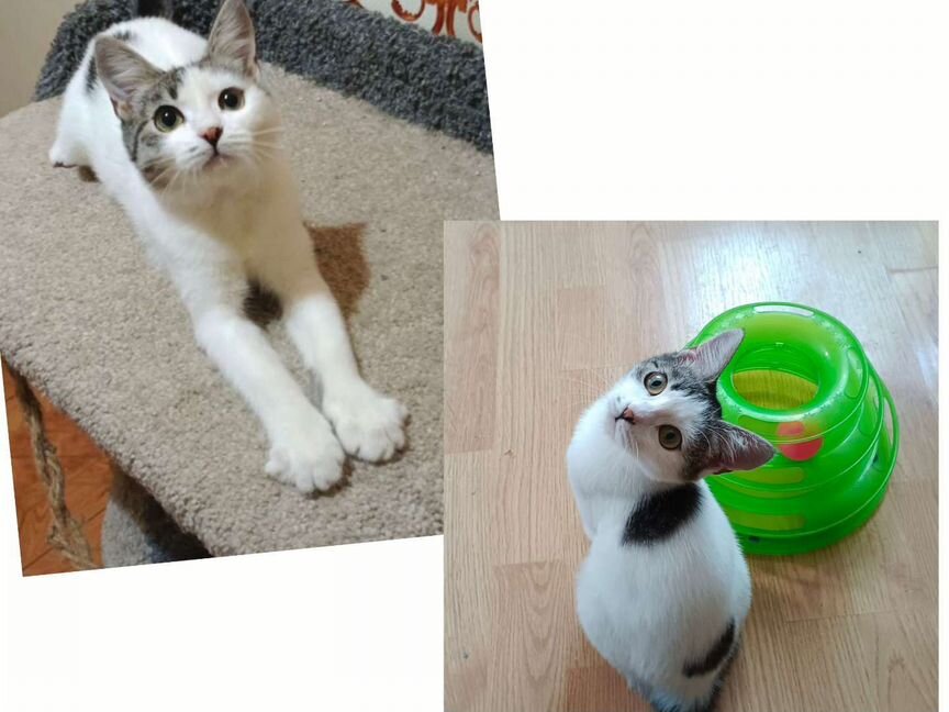 Кошка ищет дом