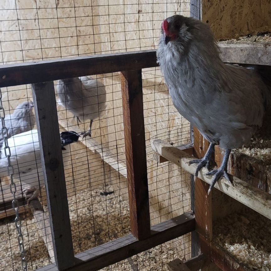 Петух амераукана лаванда