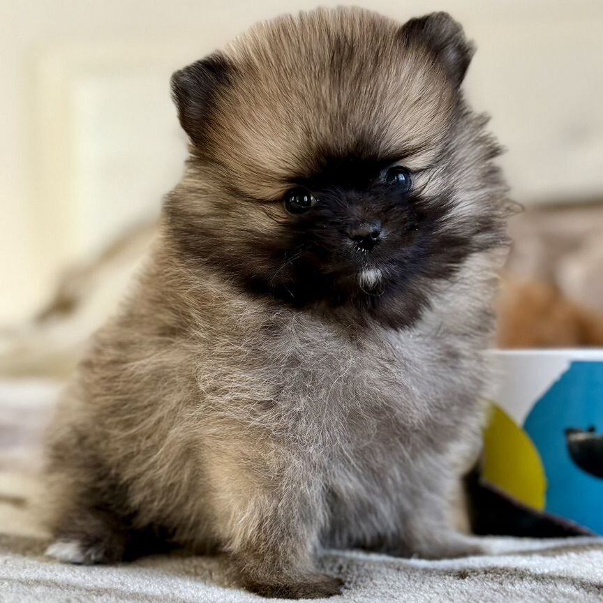 Померанский шпиц щенок