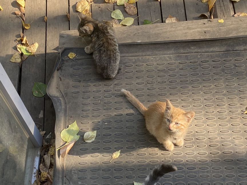 Котята в добрые руки