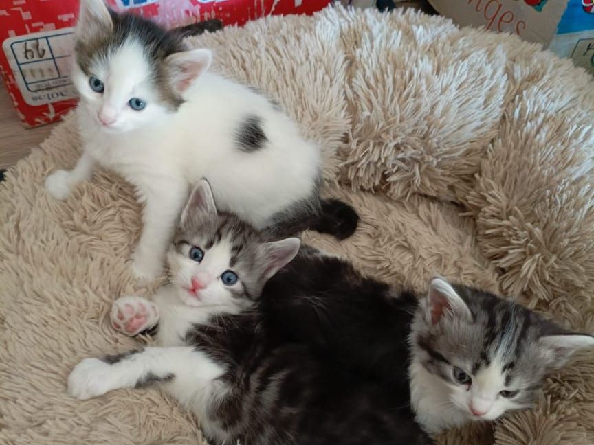 Очаровательные котята в доброе руки