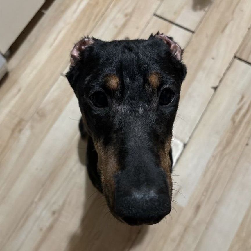 Доберман (без ушей) в добрые руки