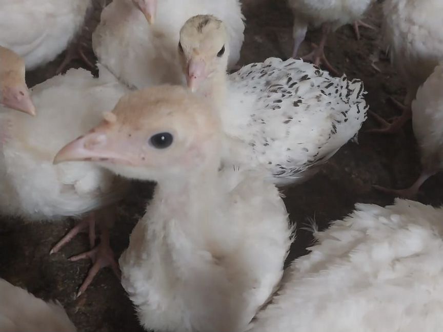 Домашняя птица индюк