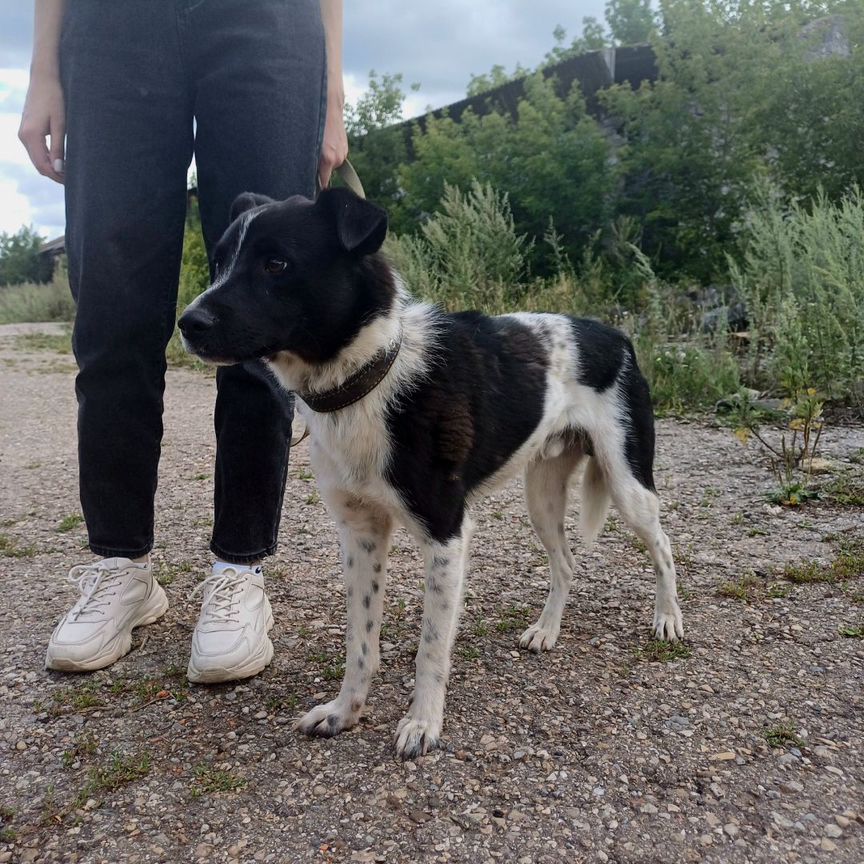 Собака в добрые руки