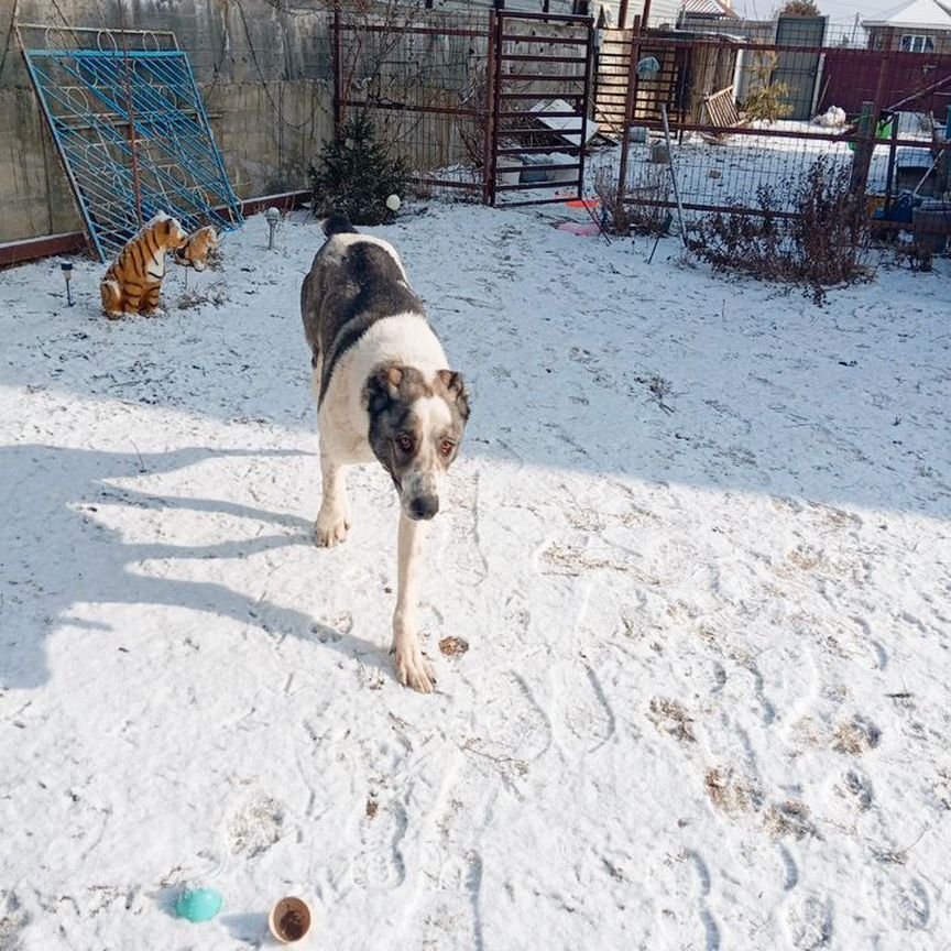 Отдам в добрые руки