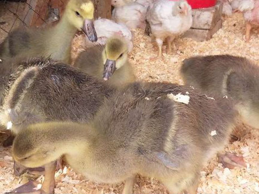 Гуси крупный серый