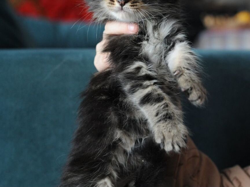 Котенок мейн-кун Моника