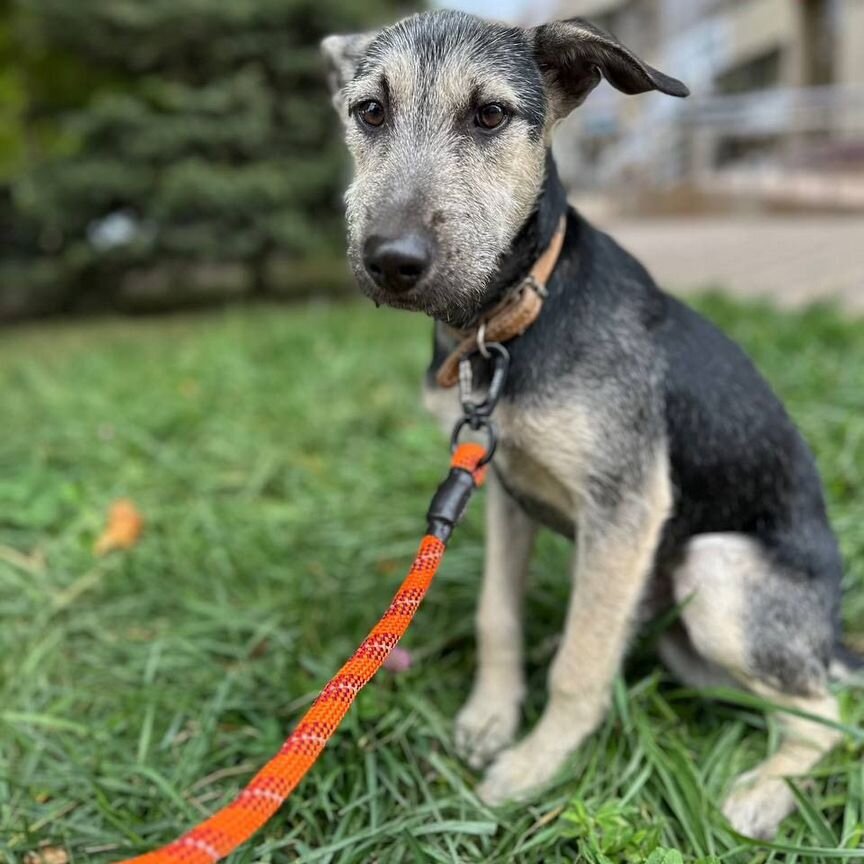 Щенок в добрые руки