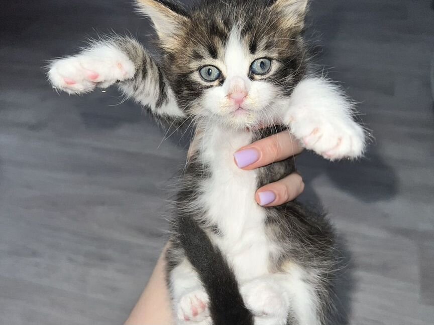 Котенок 1м. Девочка