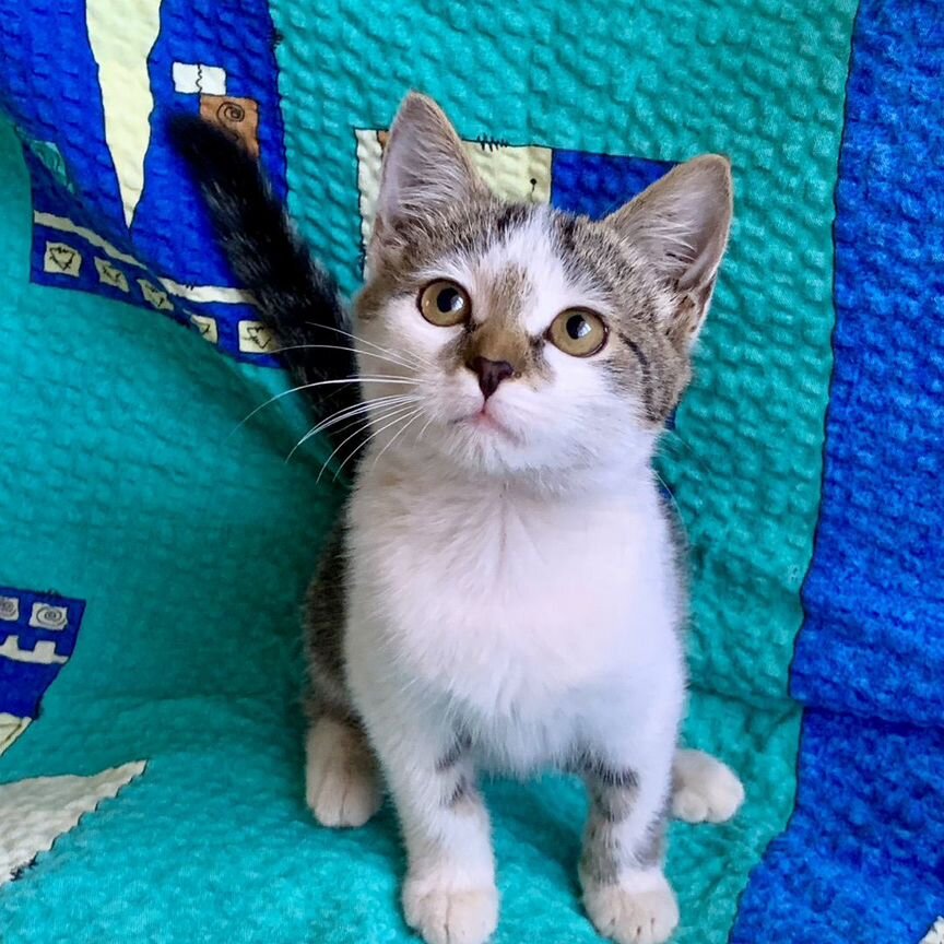 Мистер котёк