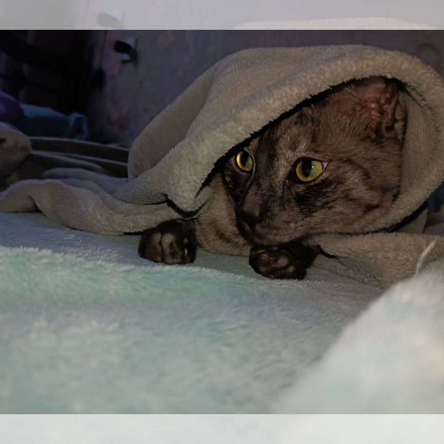 Взрослый кот в добрые руки