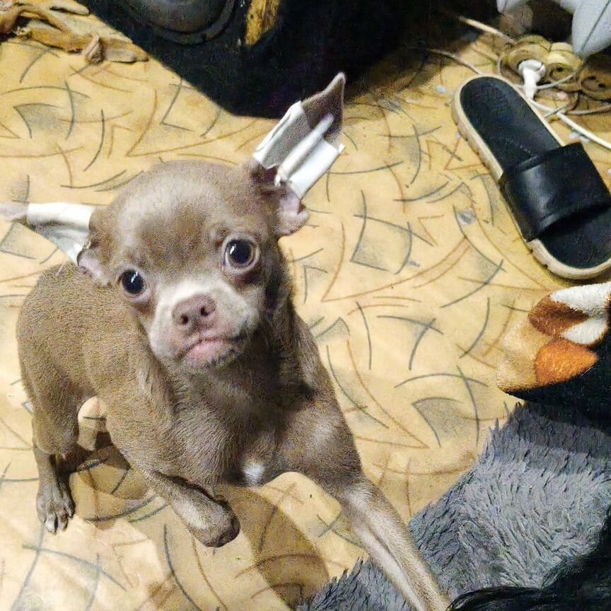 Чихуахуа, щенок