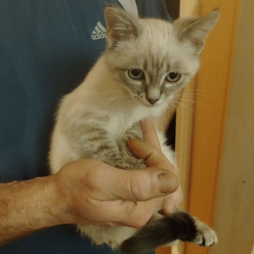 Котёнок в добрые руки