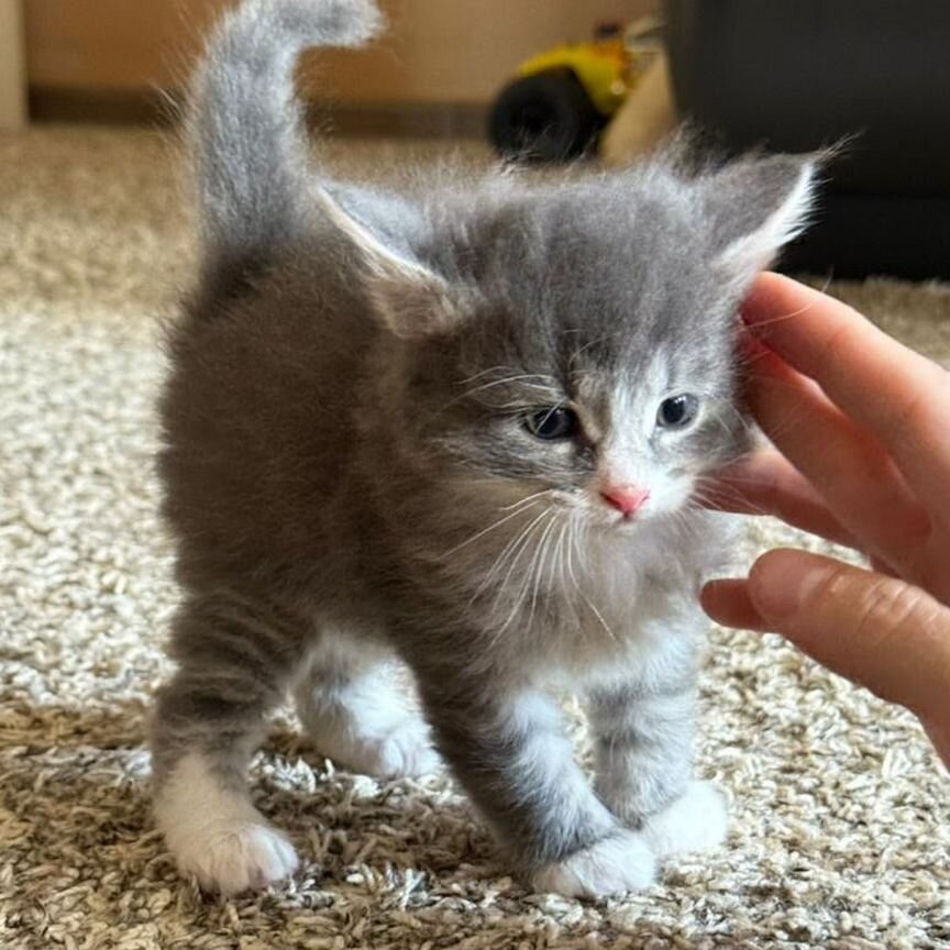 Котята в добрые руки бесплатно мальчик