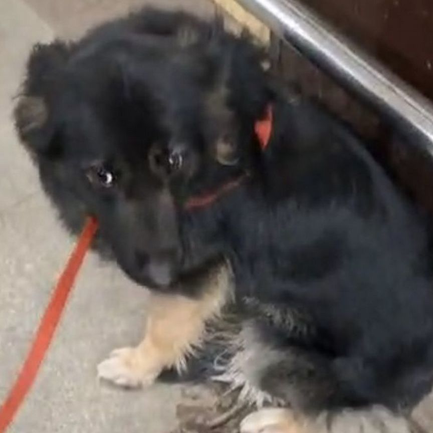 Щенок в добрые руки