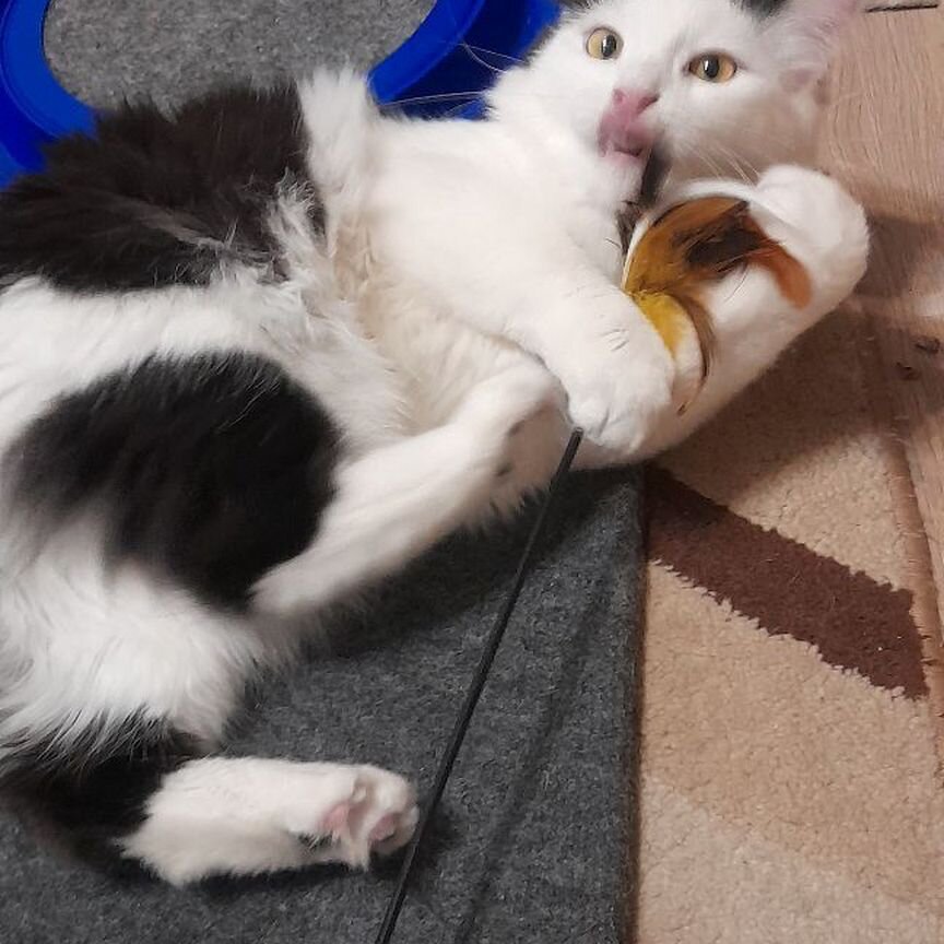 Котик