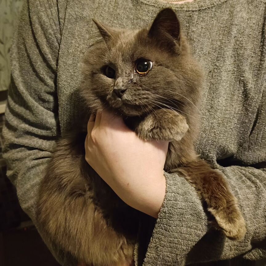 Пристраивается молоденький котик