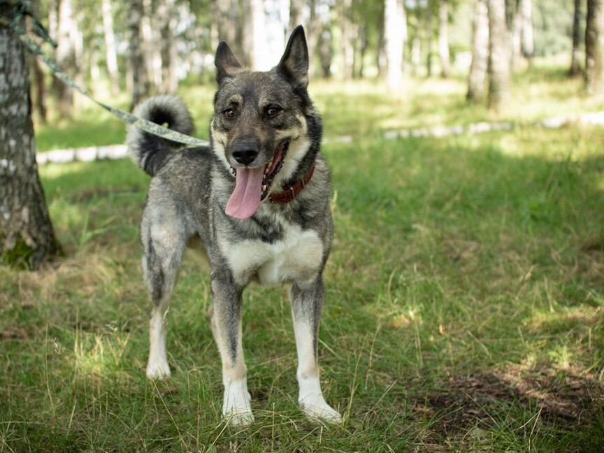 Собака Байкал в добрые руки