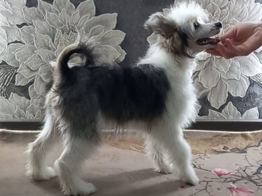 Щенки китайской хохлатой