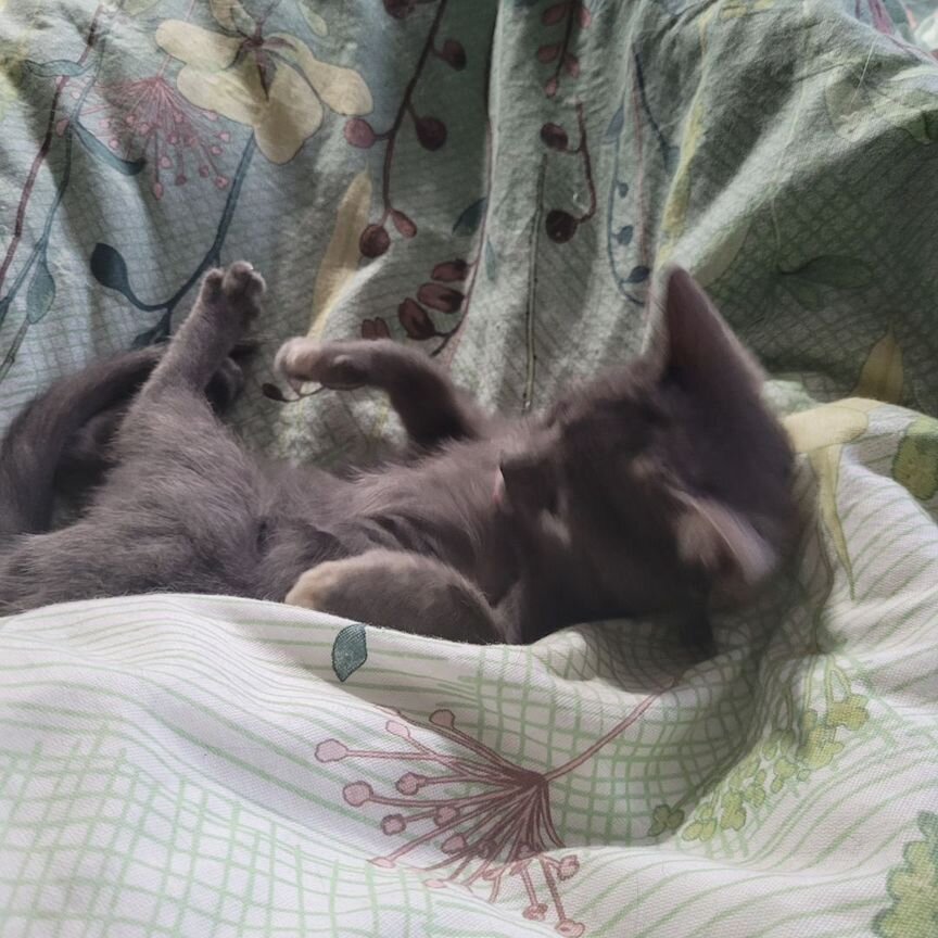 Котенок 2 месяца девочка серая маленькость)