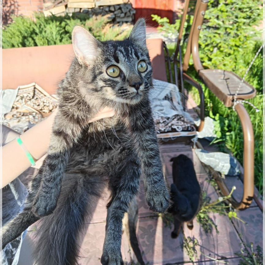 Кошечка в добрые руки