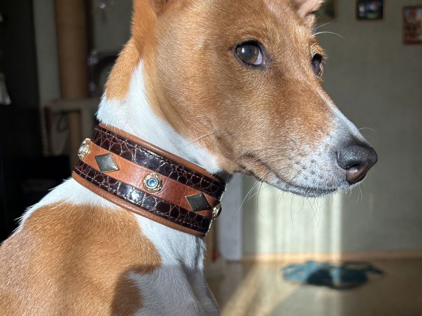 Ошейник для Басенджи