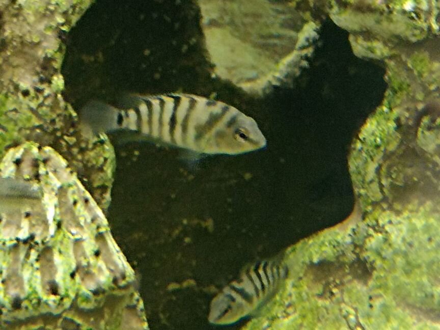 Аквариумные рыбки Цихлида чернополосая