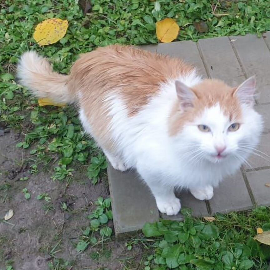 Взрослая кошка в добрые руки