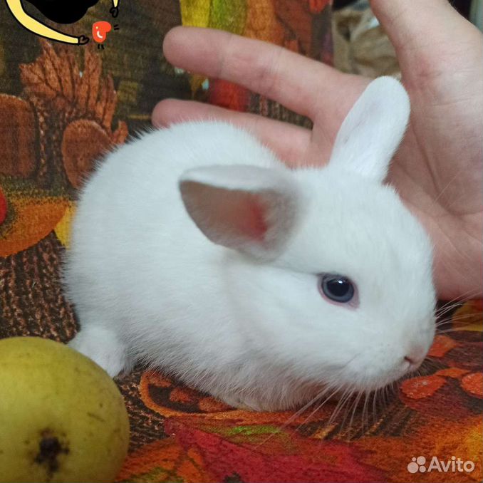 Кролик карликовый гермелин