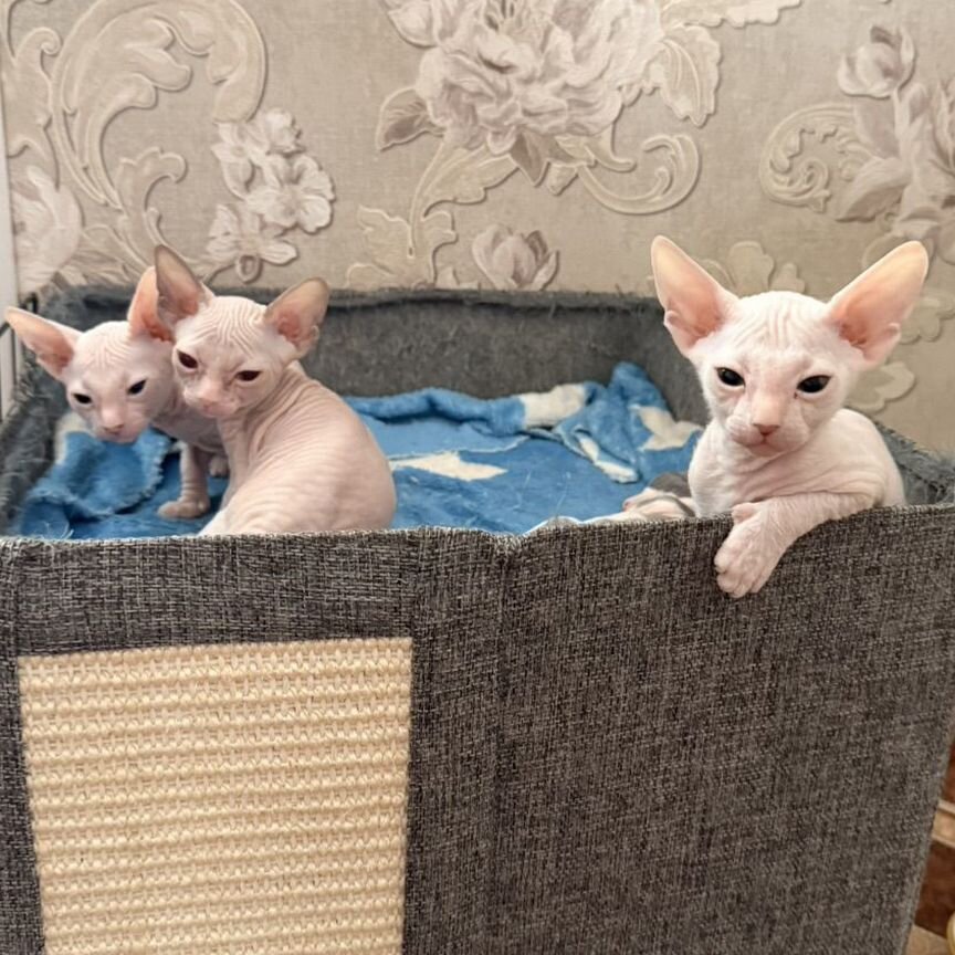Донской сфинкс котёнок