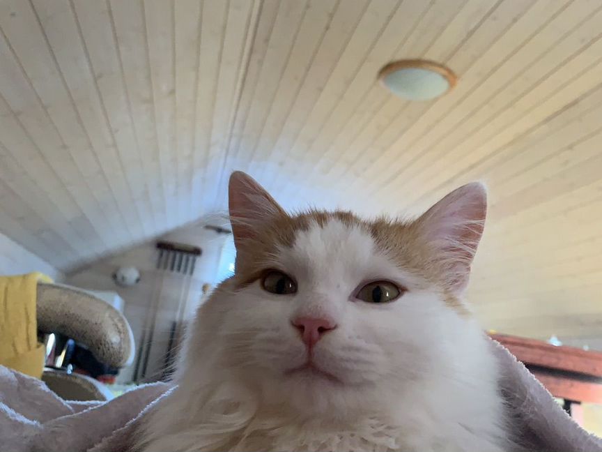 Кот Стёпа