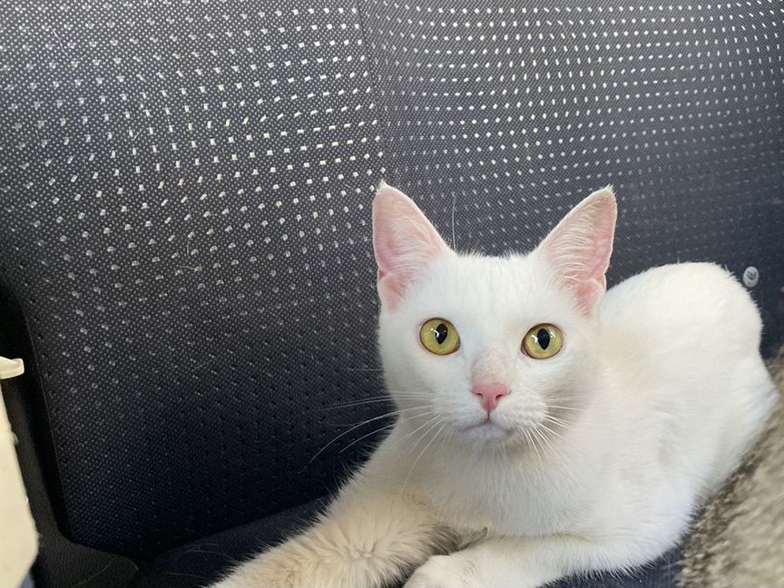 Кошка в добрые руки