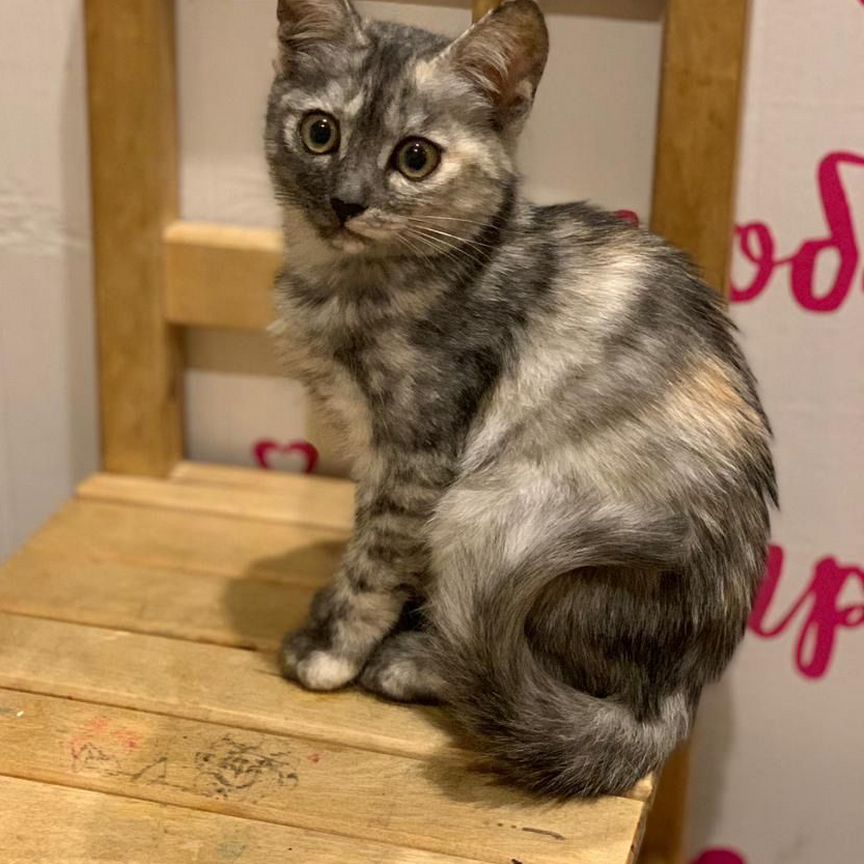 Шикарные котята разного окраса