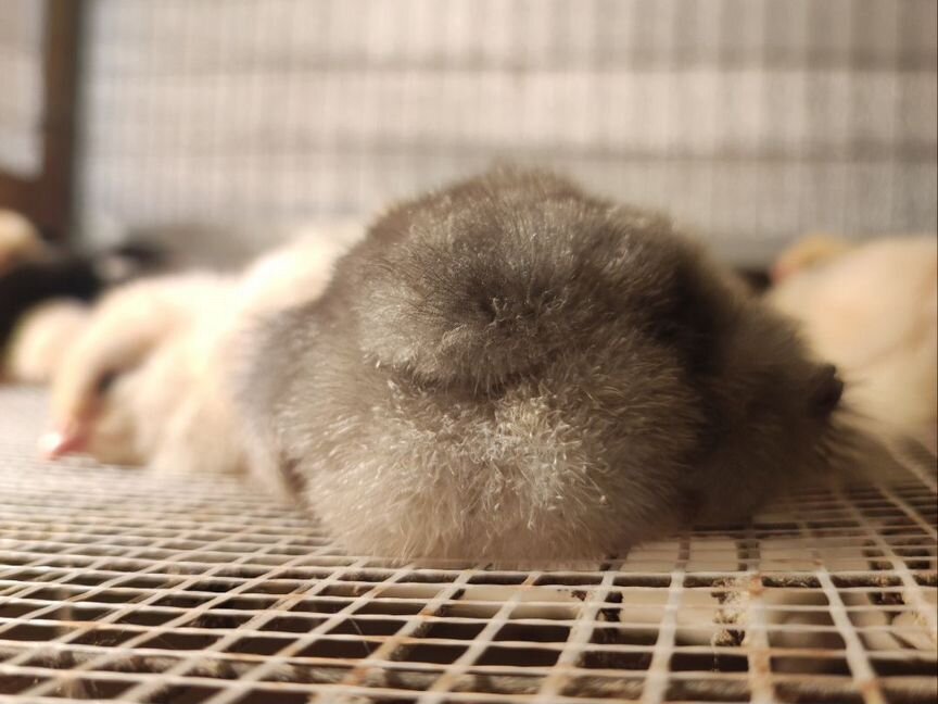 Куры доминант 959 и 107