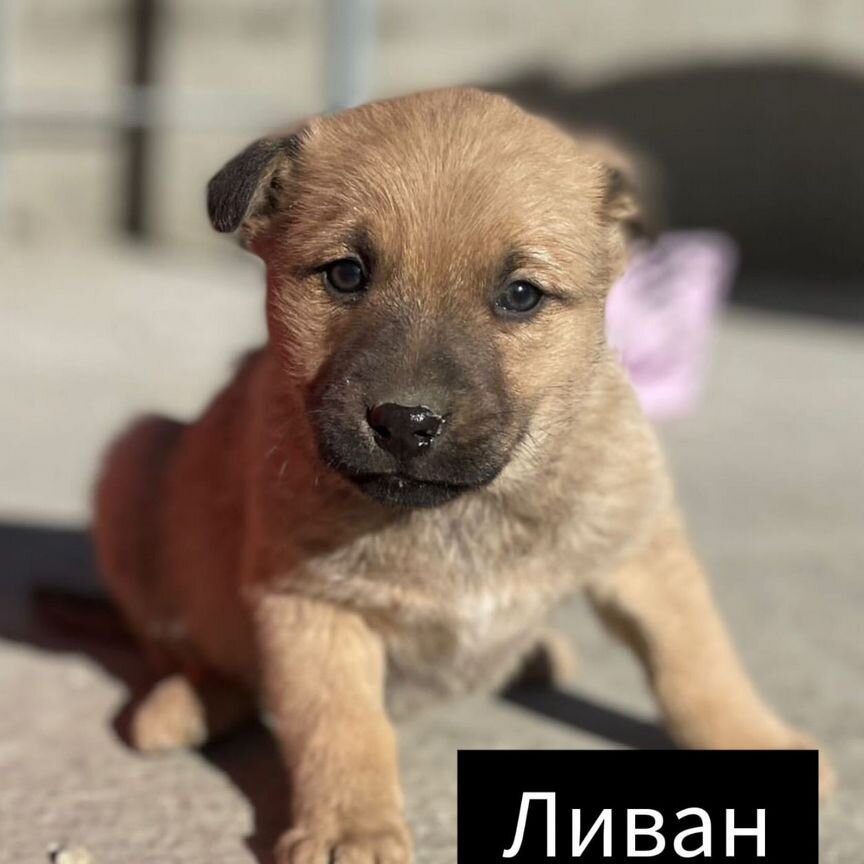 Сильный Ливан для защиты дома